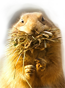 Gopher Control With Propane And Oxygen Remote Controlled Organically ...